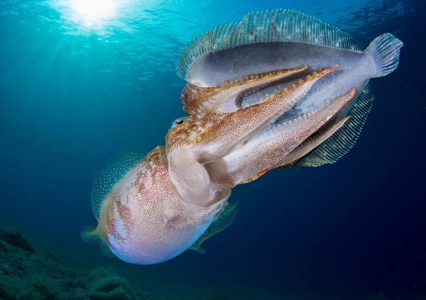 Come pescare le Seppie dalla Barca – Stefano Adami Fishing